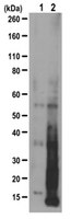 Anti-Puromycin Antibody, clone 17H1 | MABE341